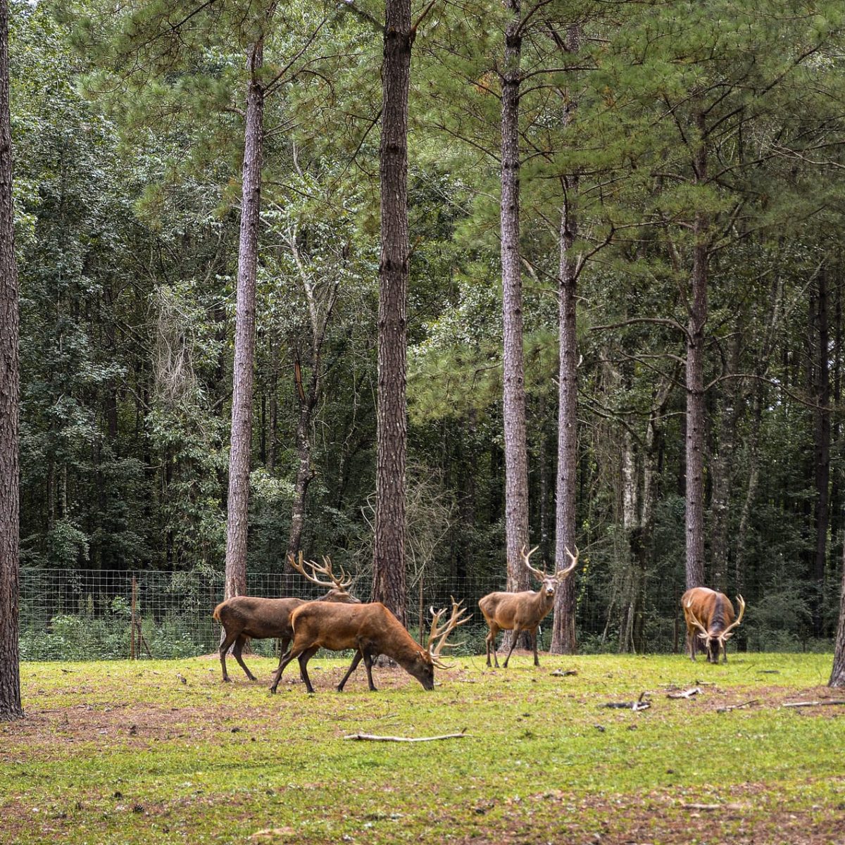 Paradise Ranch RV Resort | Premier Campground in Tylertown, MS Paradise Ranch RV Resort | Premier Campground in Tylertown, MS
